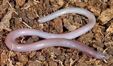 12 Creepy Eyeless Animals That Are Subtly Horrifying