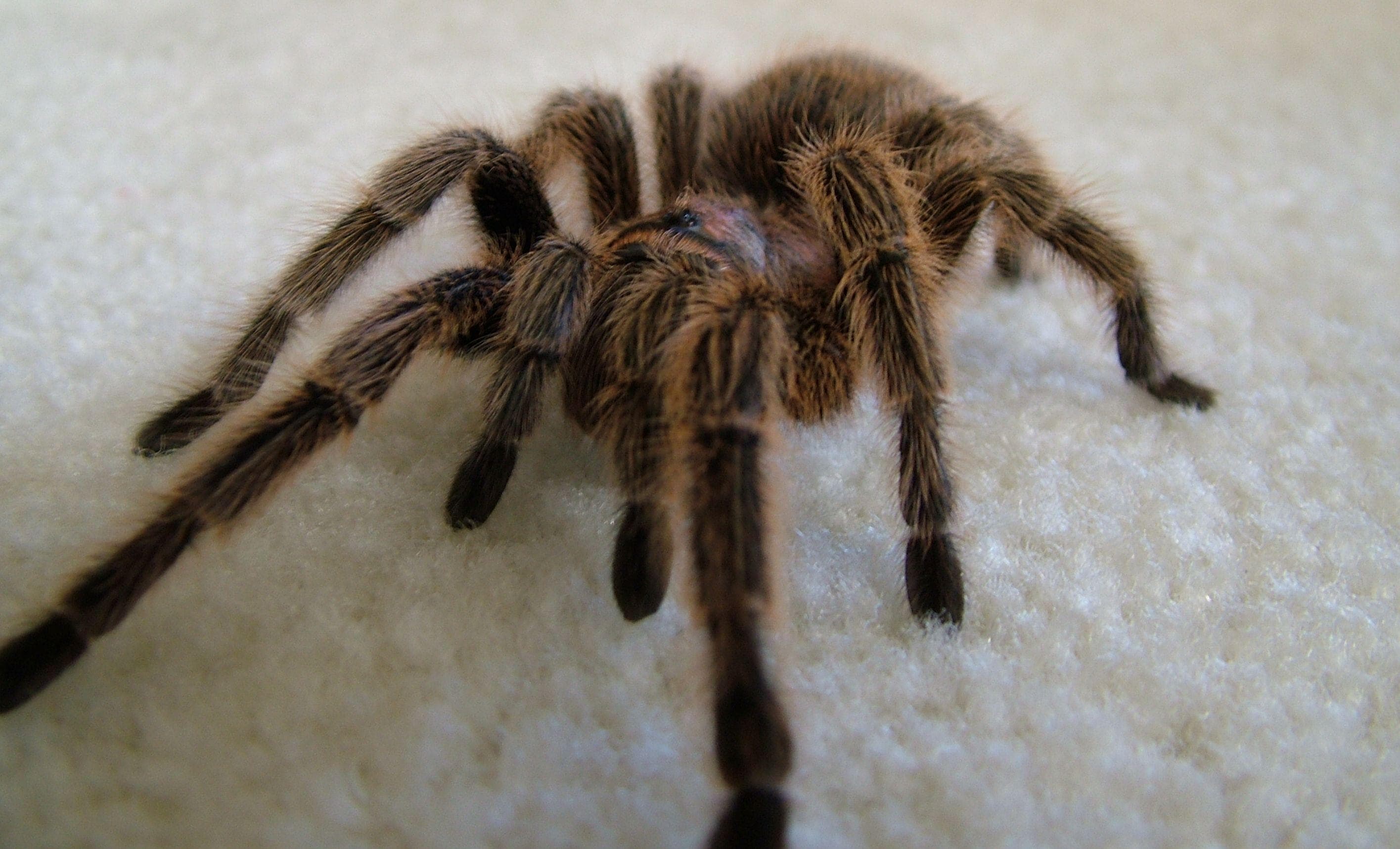 10 Spider Recipes People Really Use To Prepare Tasty Arachnid Meals