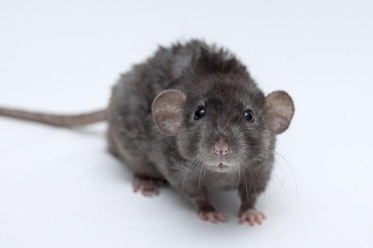 This Bizarre Genetic Mutation Makes Every Animal Look Like A Sheep
