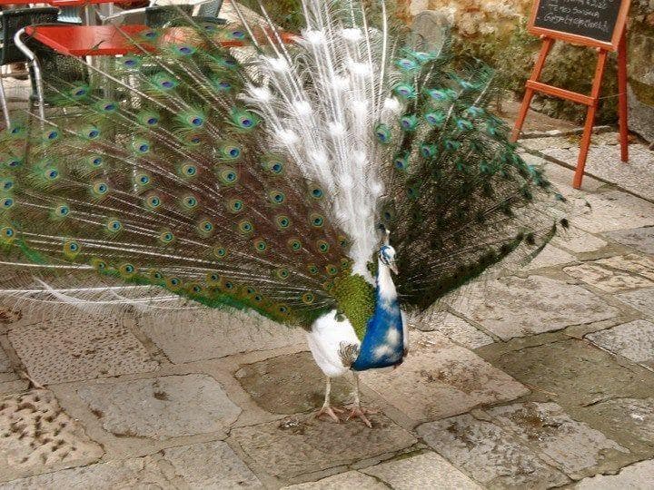 The Top 10 Gorgeous Chimera Animals (Photos), Ranked