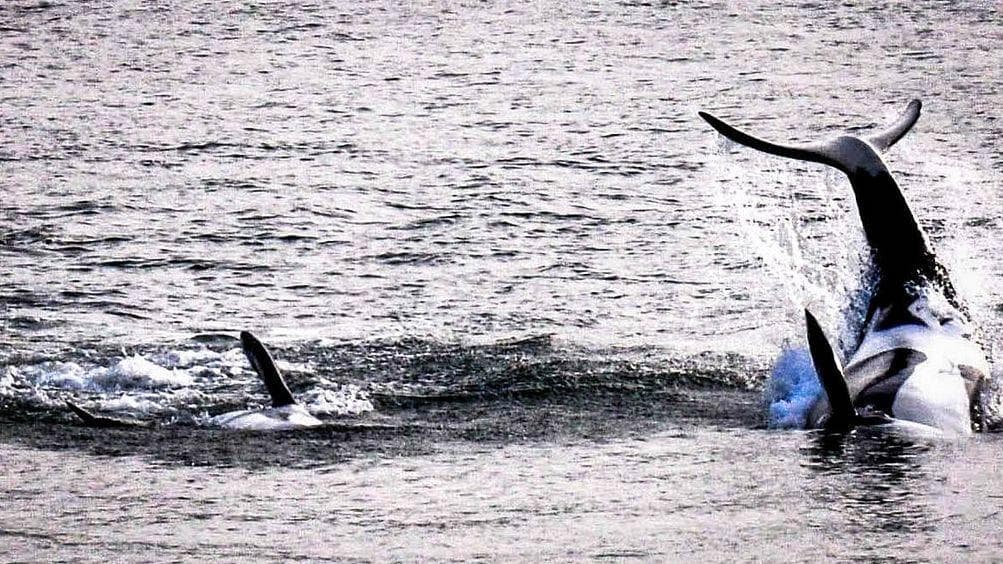 15 Disturbing Facts About Killer Whales That Prove Their Name is Apt