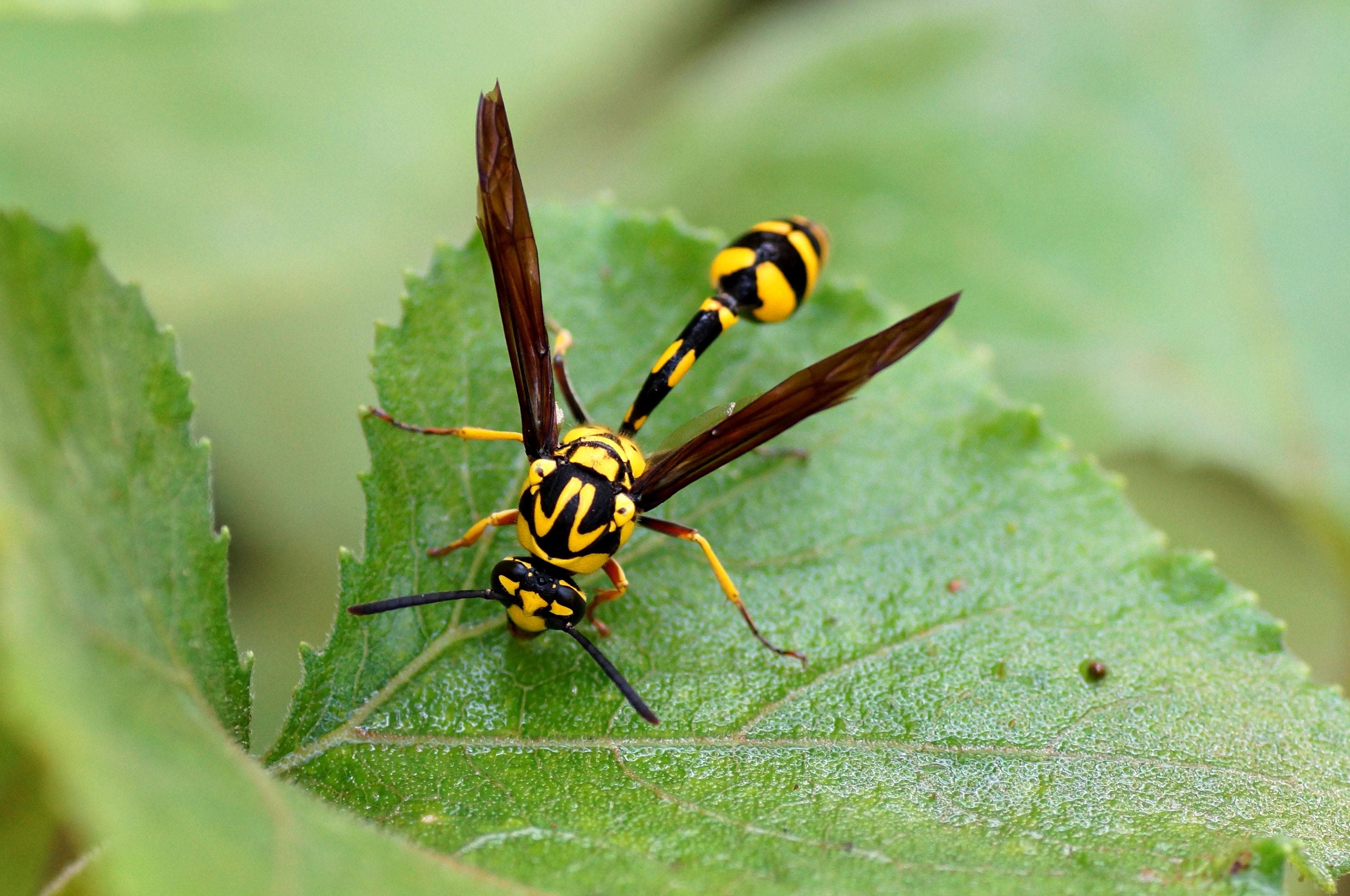 These Amazing Animals Keep Other Animals As Pets