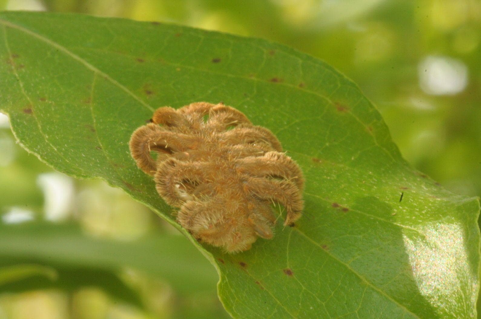 22 Rare Animals So Unique They Almost Look Fake