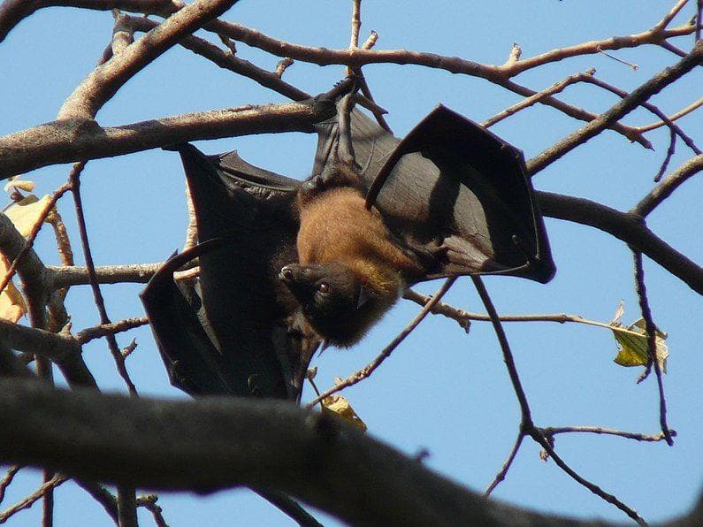 12 Insane Facts About Flying Foxes, The World's Largest Bats
