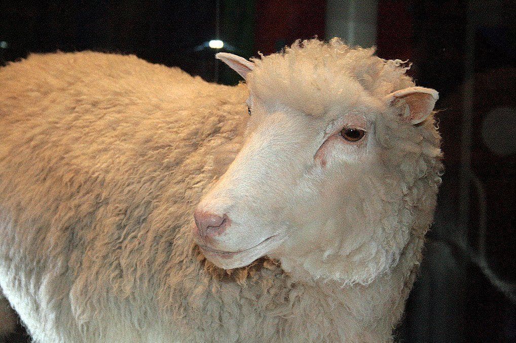 All the Animals That Have Been Cloned So Far