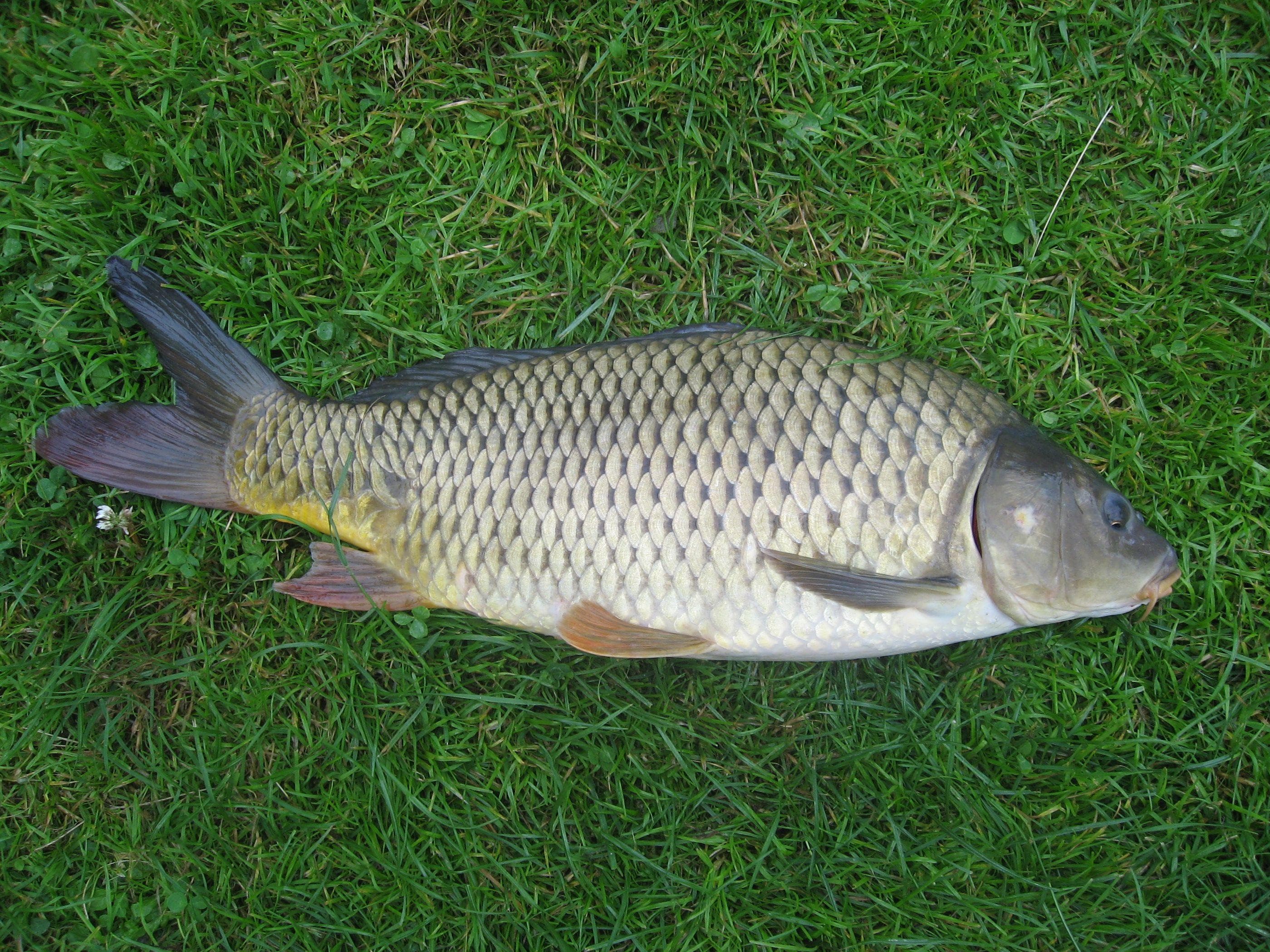 All the Animals That Have Been Cloned So Far