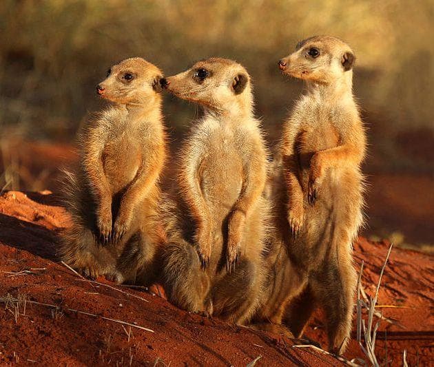 Pinpointing Exactly When Humans Decided To Become Monogamous