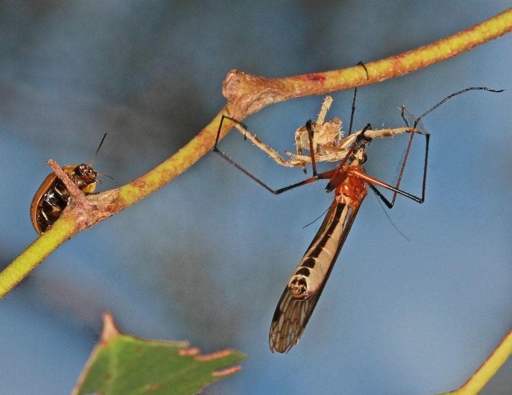 11 Things You Didn't Know About Scorpionflies