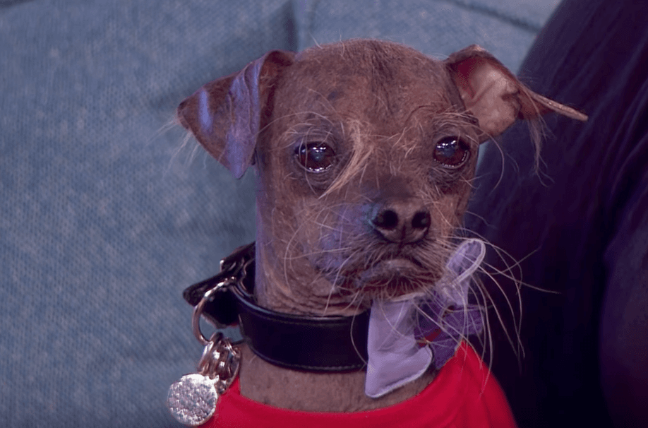 These Are All The Winners From The World's Ugliest Dog Contest
