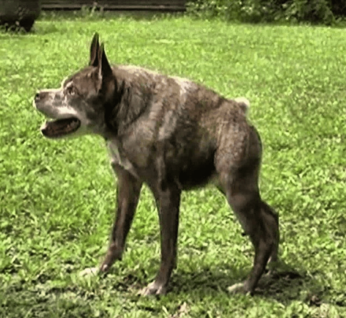 These Are All The Winners From The World's Ugliest Dog Contest