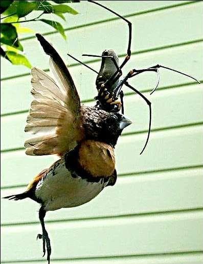 Giant Orb Weaver Spiders Exist, And They’re Terrifying