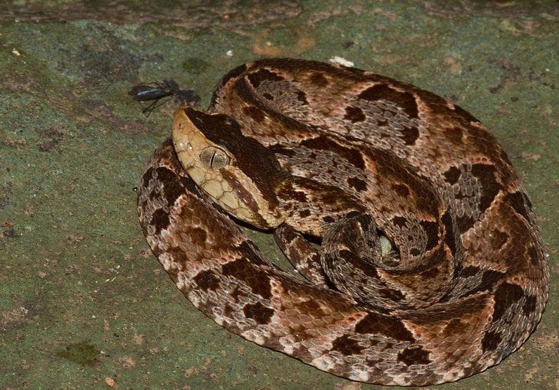 10 Snake Bites You Should Never Look at On Google Images