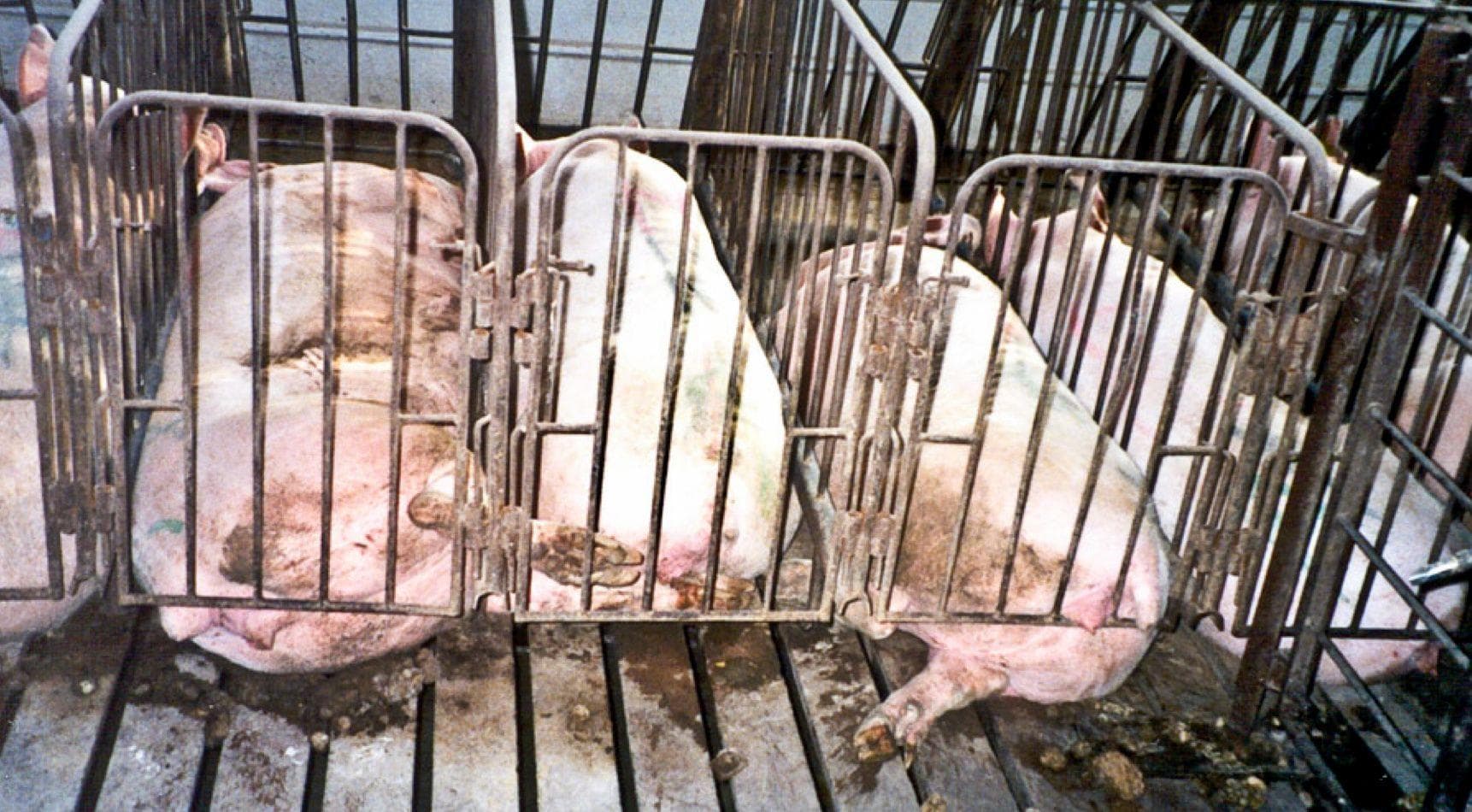 12 Disturbing Facts About Pig Farms That Might Turn You Vegetarian