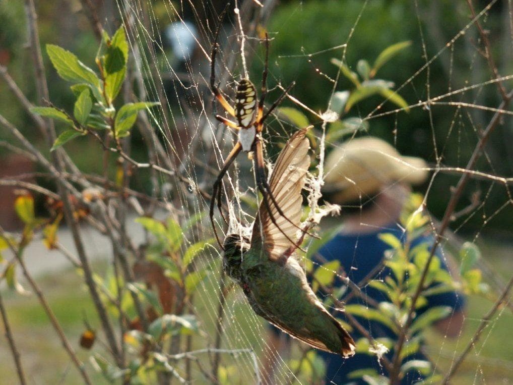 Giant Orb Weaver Spiders Exist, And They’re Terrifying