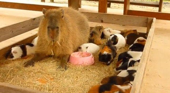 14 Adorable Photos of Animals Hanging Out With Capybaras