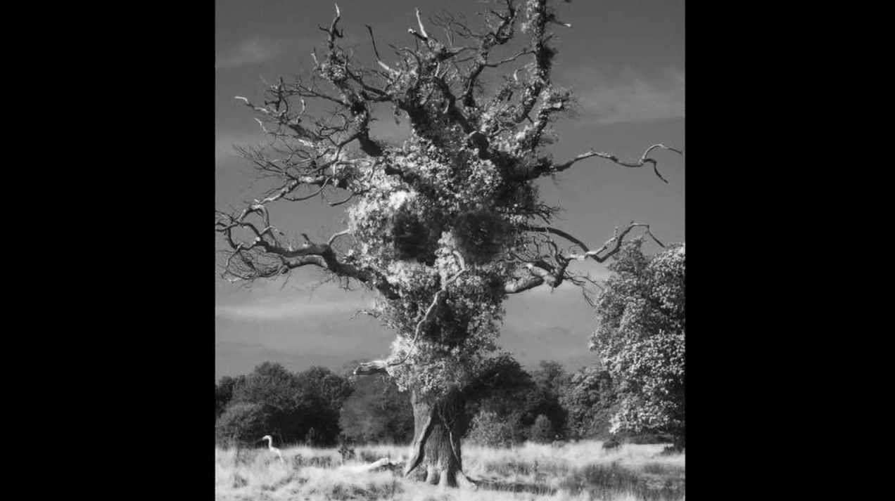 The "Devil's Tree" In New Jersey and The Terrible Things It Has Done
