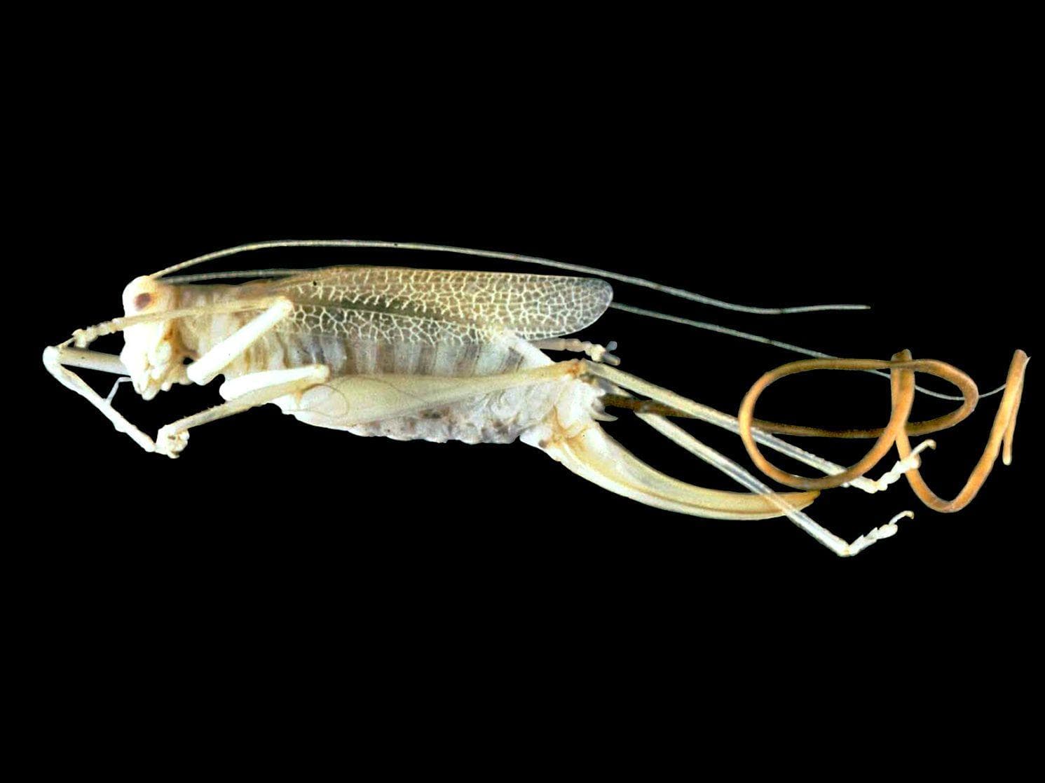 Horsehair Worms Are Real, Horrifying Parasites... And They've Evolved ...