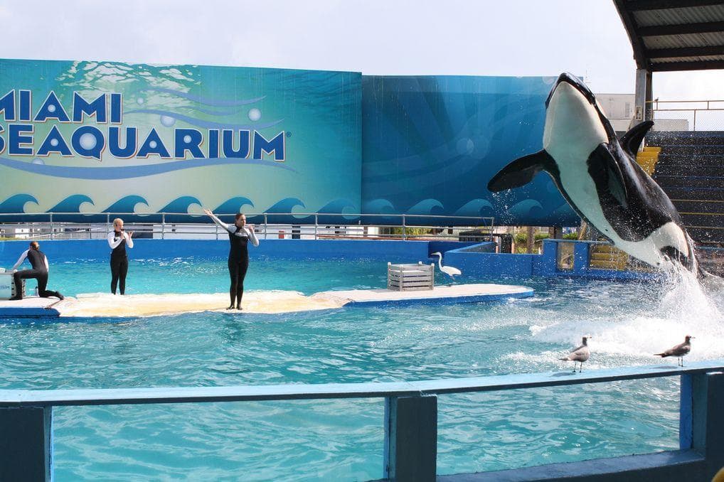 Lolita The Lonely Orca Has Been Forced To Live In The Country’s ...