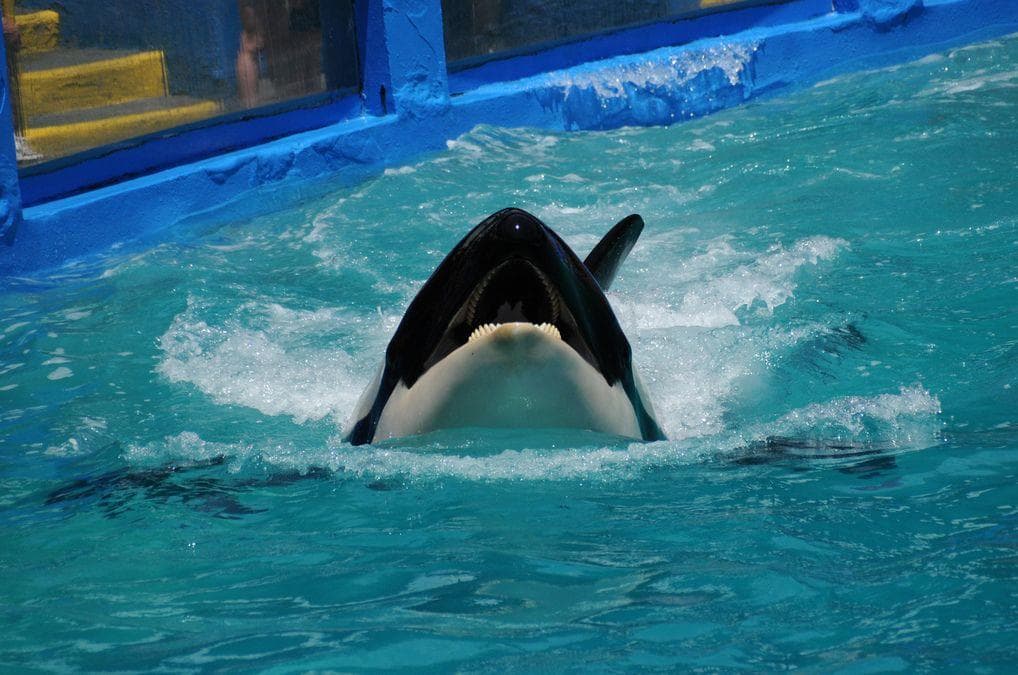 Lolita The Lonely Orca Was Forced To Live In The Country’s Smallest ...