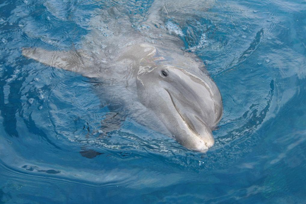 Lolita The Lonely Orca Has Been Forced To Live In The Country’s ...