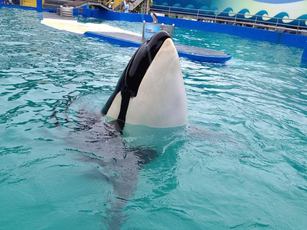 Lolita The Lonely Orca Was Forced To Live In The Country’s Smallest ...