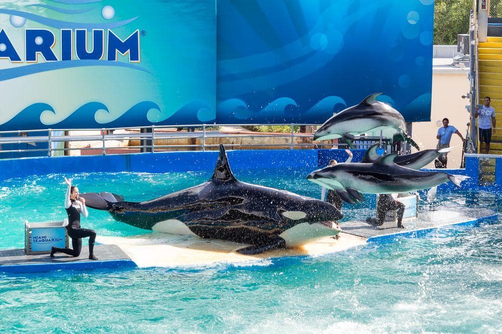 Lolita The Lonely Orca Was Forced To Live In The Country’s Smallest ...