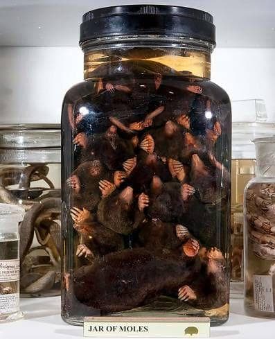 Super Creepy Pictures From London's Museum Of Pickled Animals