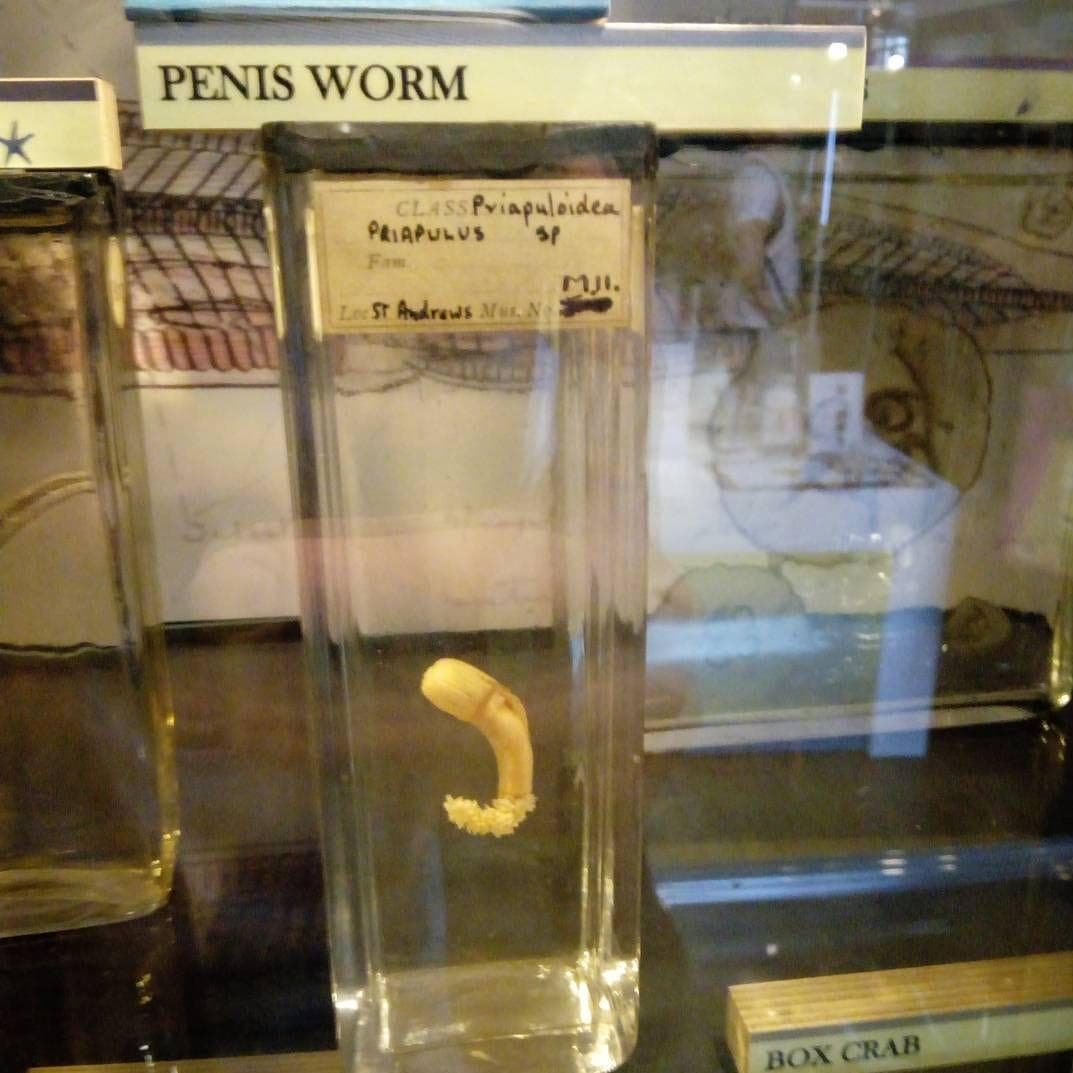 Super Creepy Pictures From London's Museum Of Pickled Animals