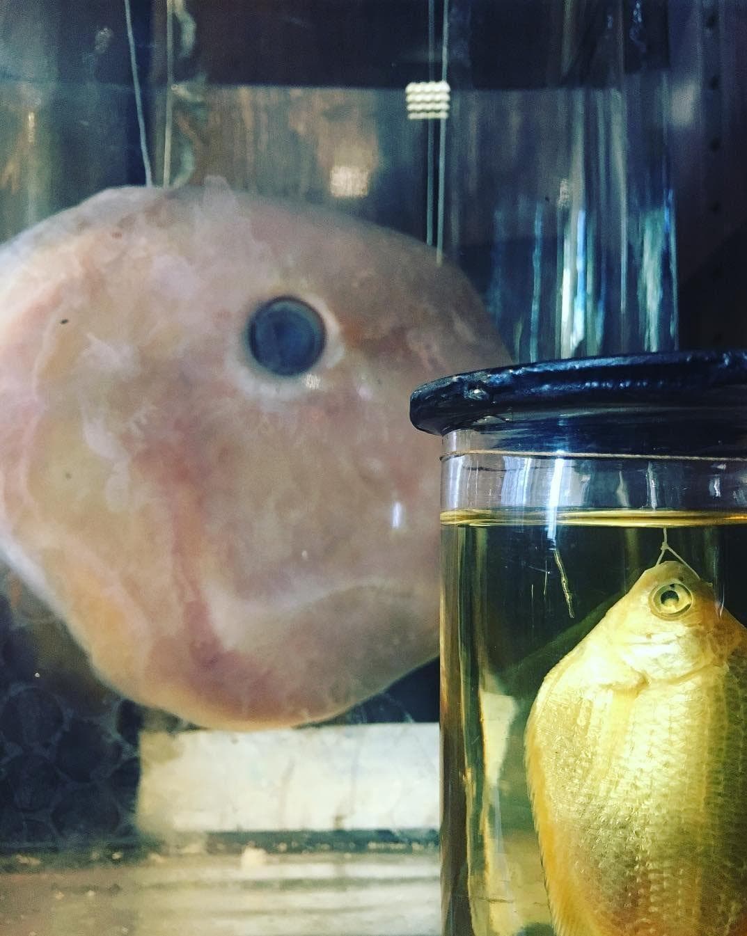 Super Creepy Pictures From London's Museum Of Pickled Animals