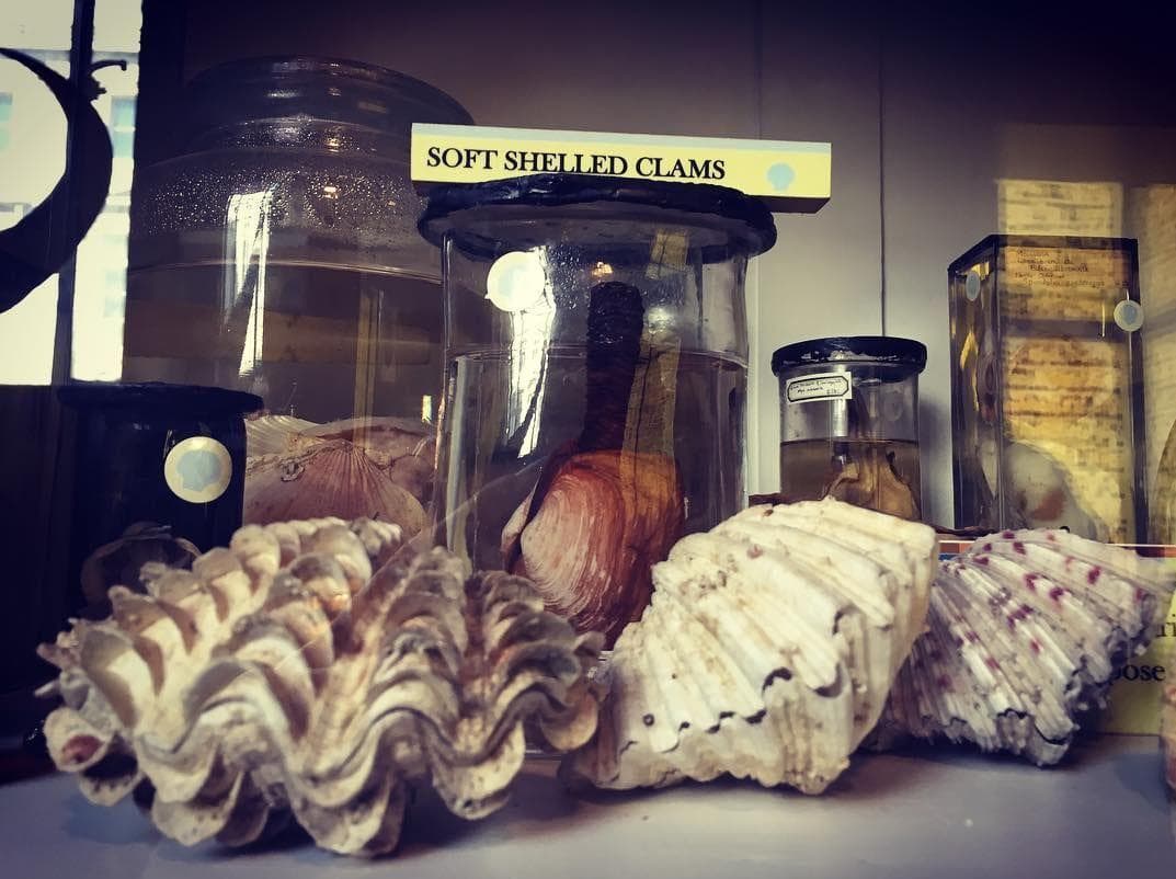 Super Creepy Pictures From London's Museum Of Pickled Animals