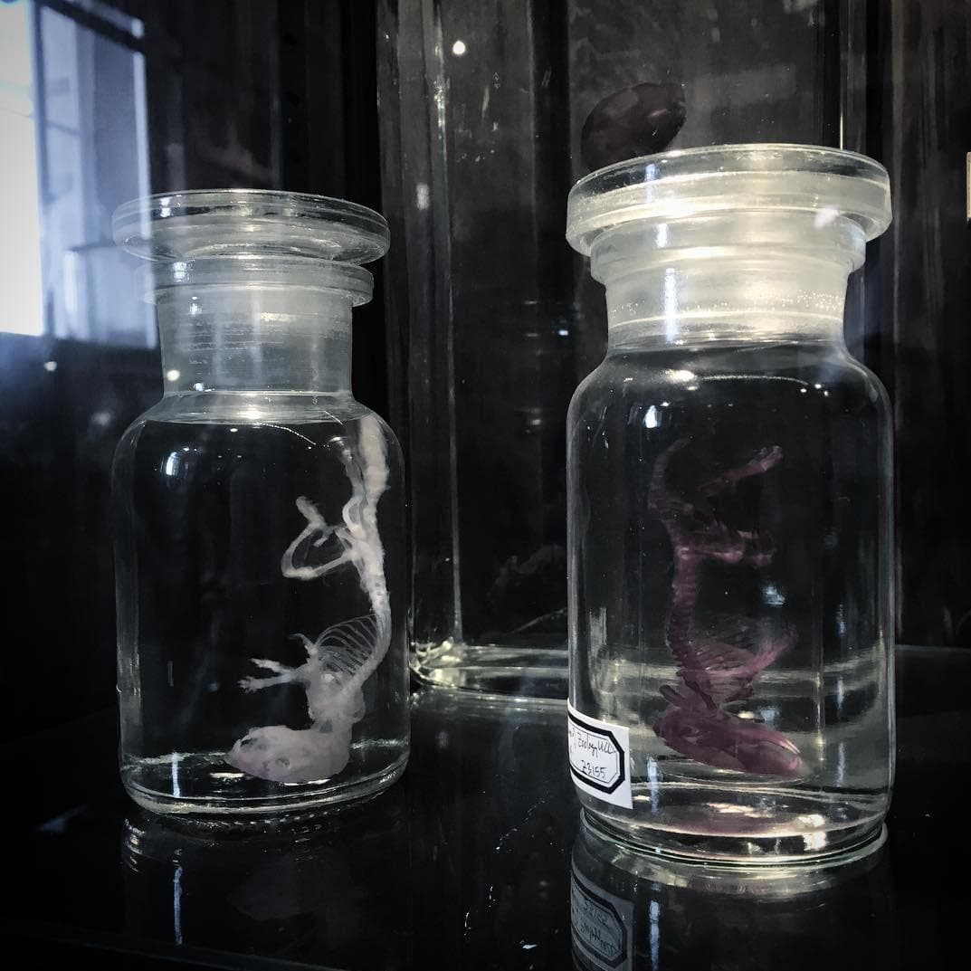 Super Creepy Pictures From London's Museum Of Pickled Animals