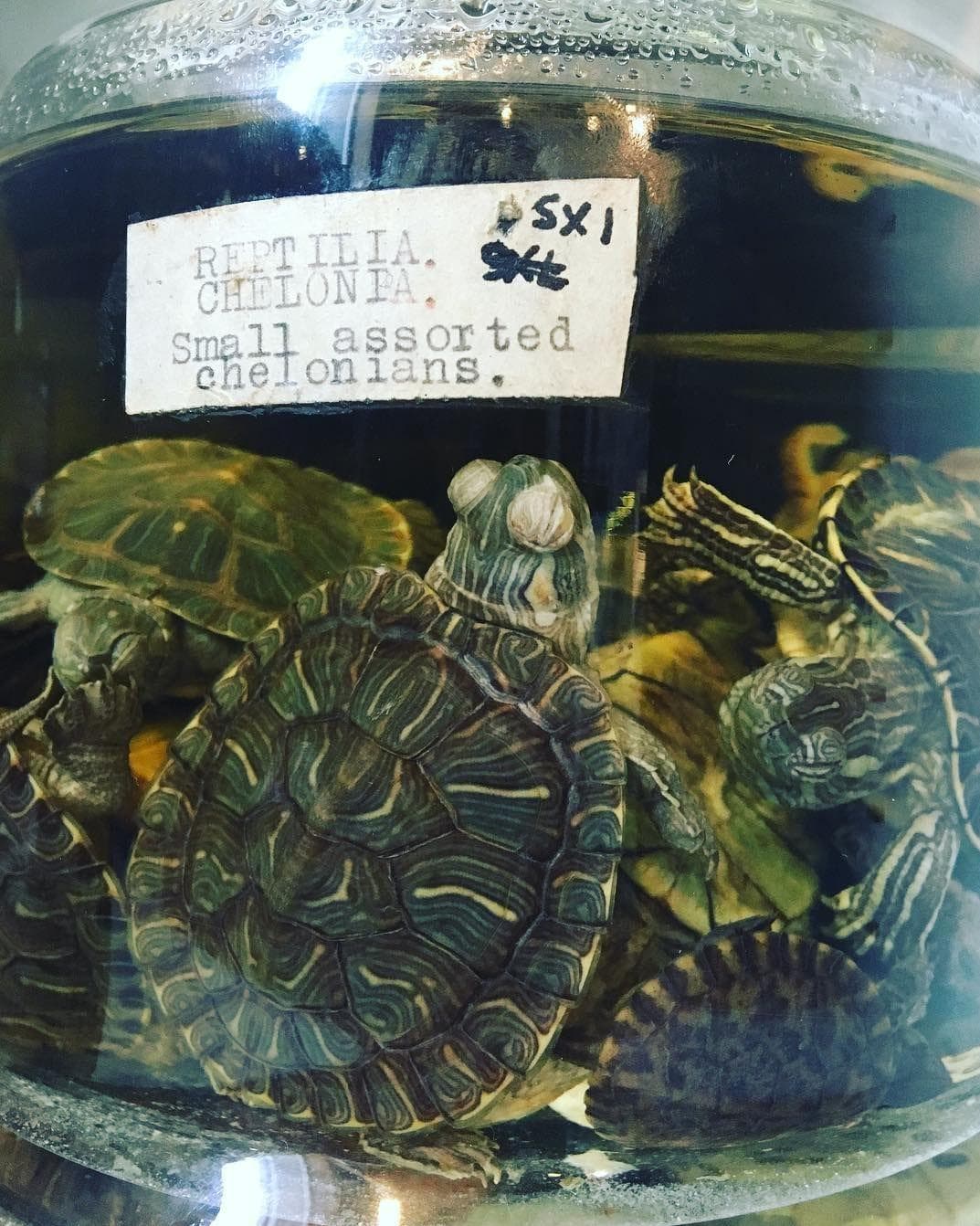 Super Creepy Pictures From London's Museum Of Pickled Animals