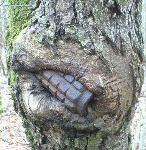 These Poignant Photos Show Nature Reclaiming An Old WWII Combat Zone