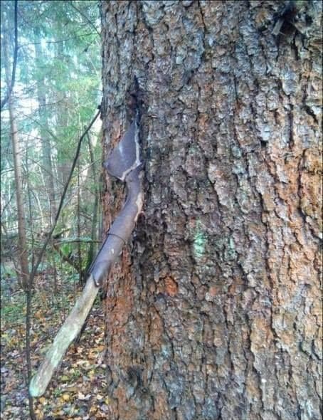 These Poignant Photos Show Nature Reclaiming An Old WWII Combat Zone