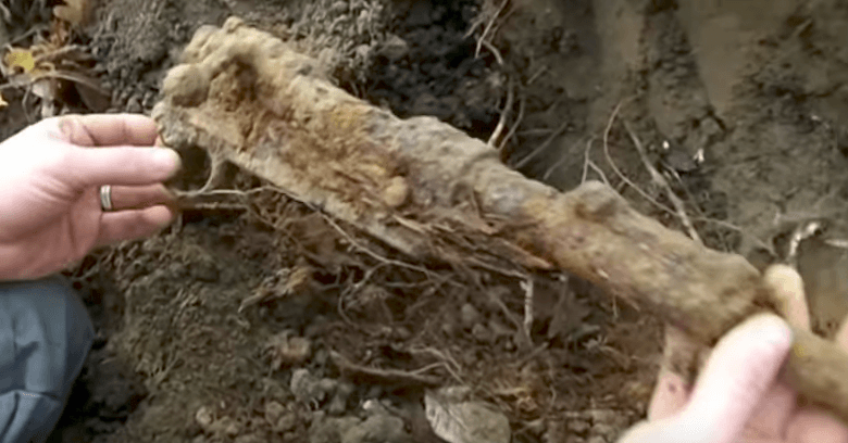 These Poignant Photos Show Nature Reclaiming An Old WWII Combat Zone