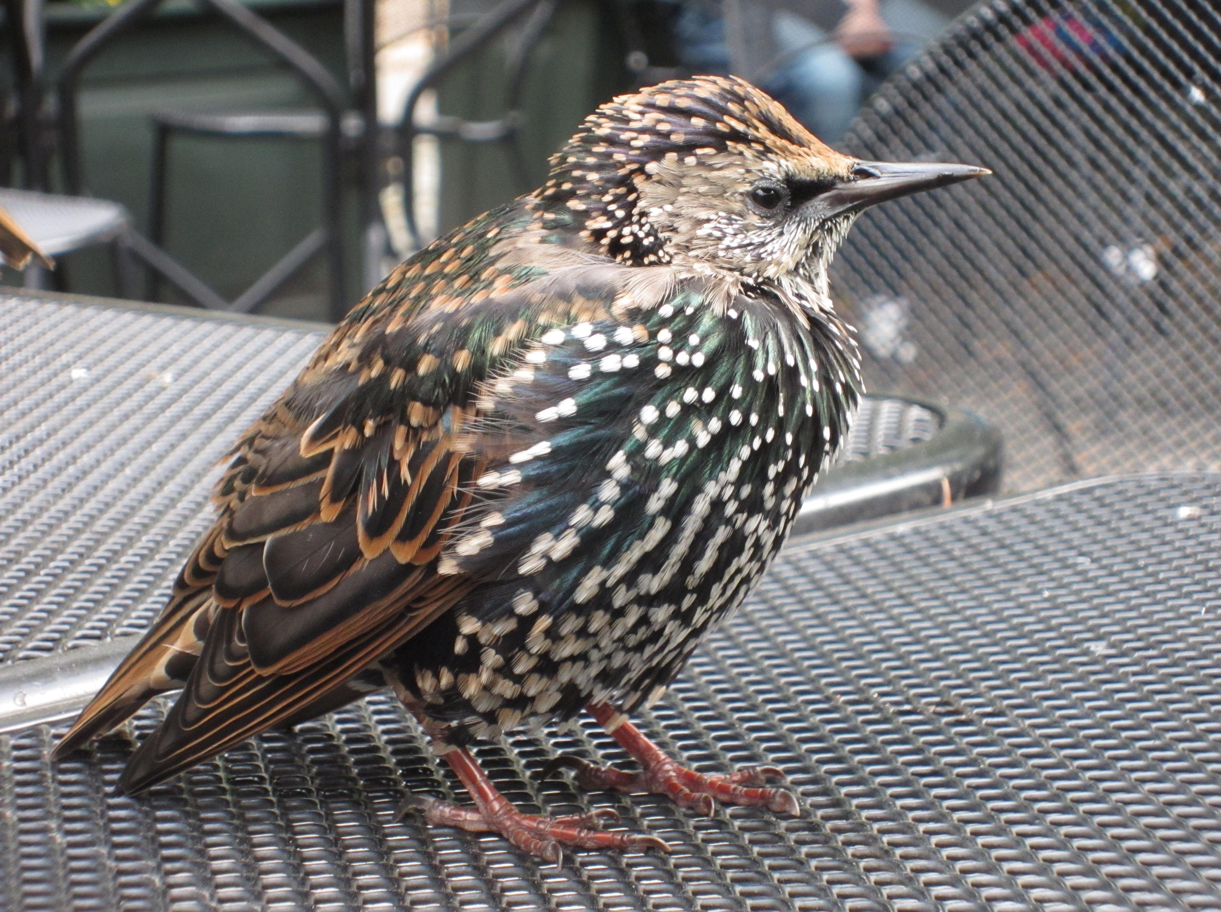 How Eugene Schieffelin Accidentally Destroyed an Ecosystem