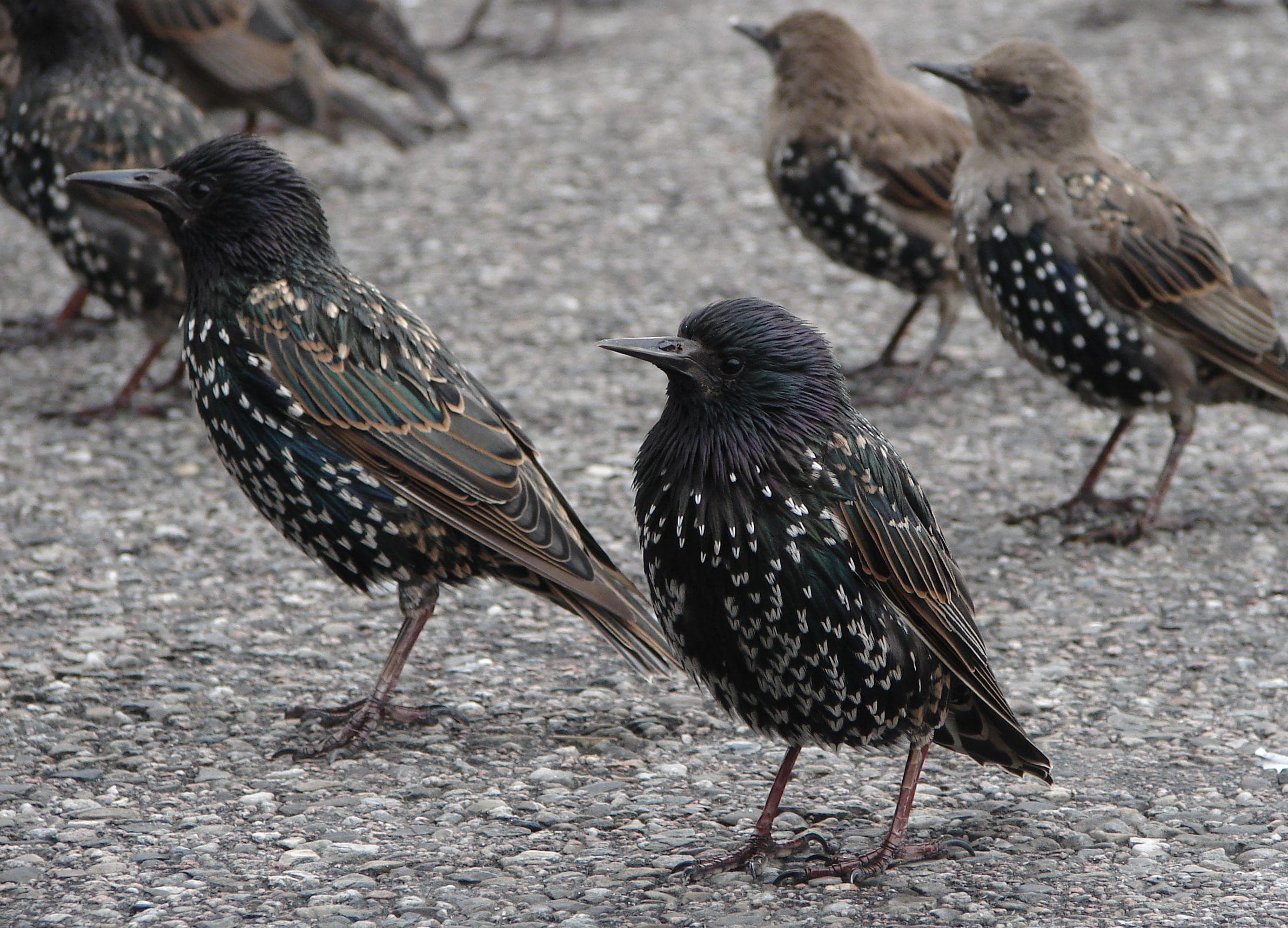 How Eugene Schieffelin Accidentally Destroyed an Ecosystem