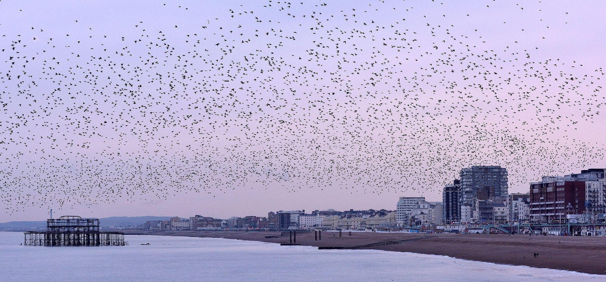 How Eugene Schieffelin Accidentally Destroyed an Ecosystem