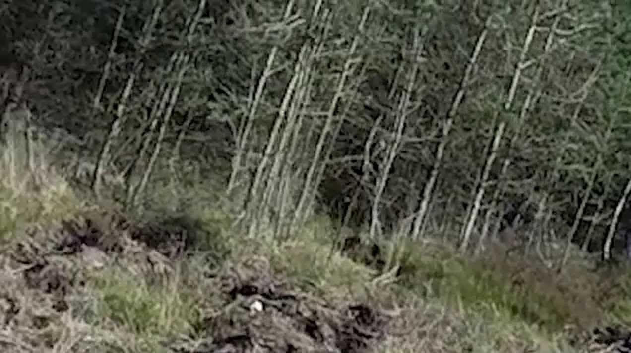 There's Evidence Actual Werewolves Have Been Terrorizing A Small ...