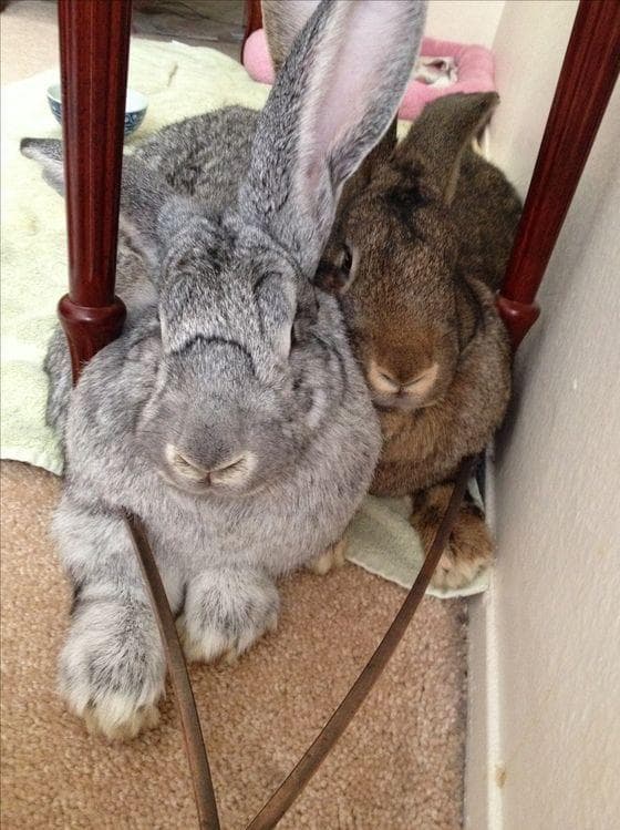 The Internet Is Losing Their Minds Over These Giant Rabbits That ...