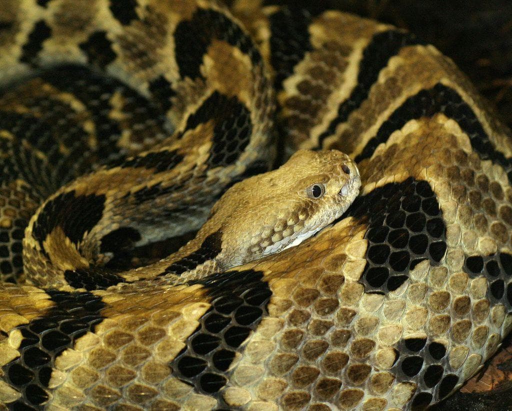 10 Terrifying Creatures From Louisiana You Never Want To Encounter