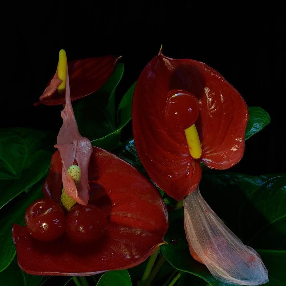 Stephanie Sarley Takes The World's Most Suggestive Food Pics