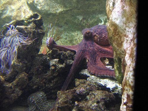 What Octopus Eggs Look Like When They're Hatching Is Straight Out Of A ...