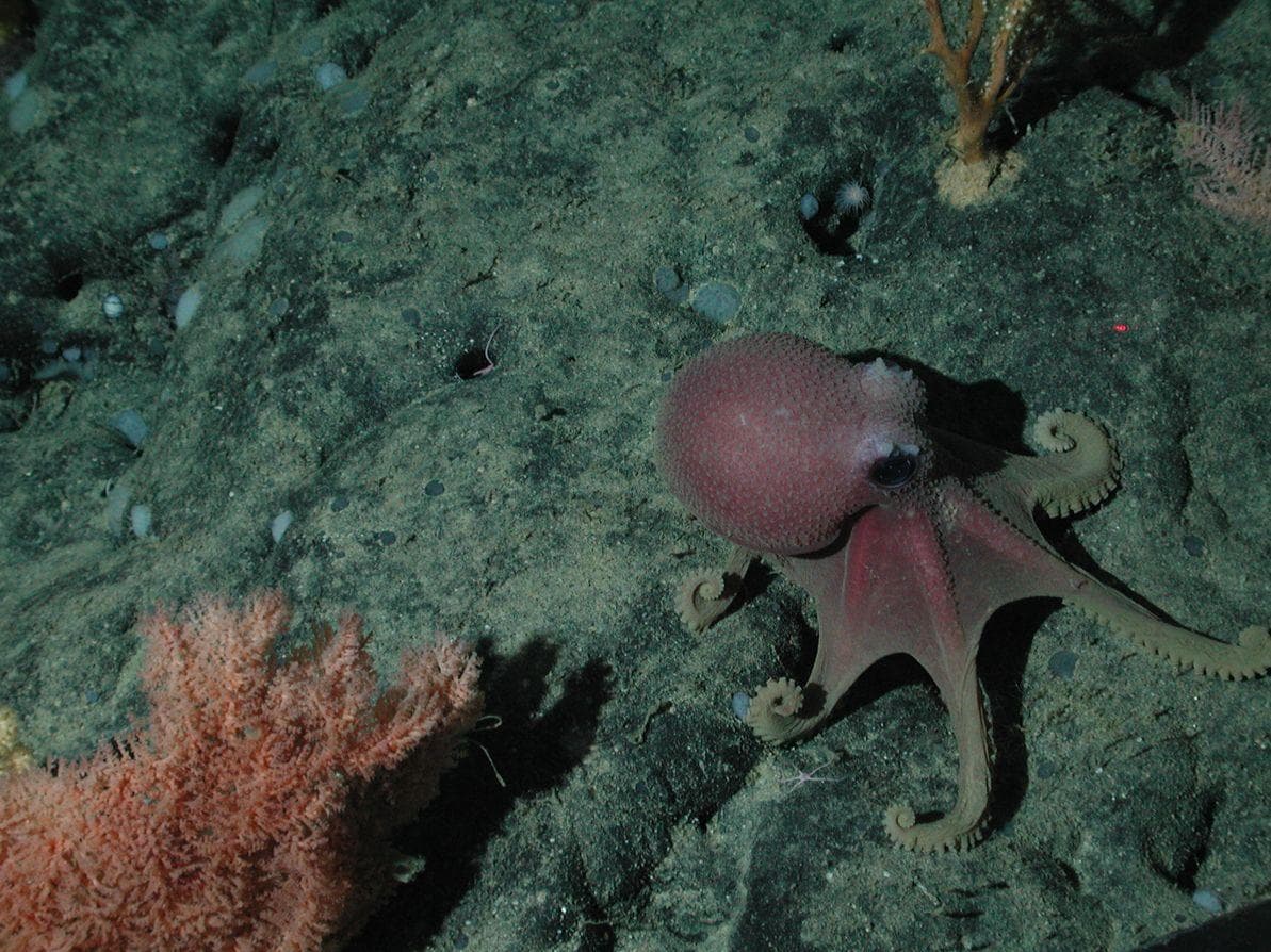 What Octopus Eggs Look Like When They're Hatching Is Straight Out Of A ...