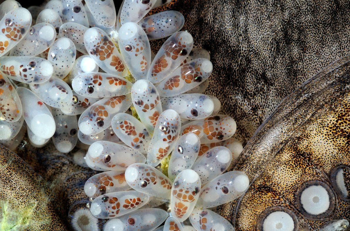 What Octopus Eggs Look Like When They're Hatching Is Straight Out Of A ...