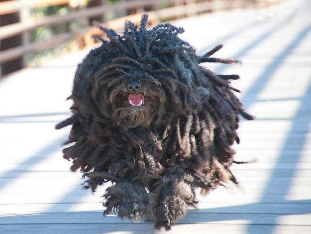 This Dog Has Natural Dreadlocks That'll Give You Major Hair Envy