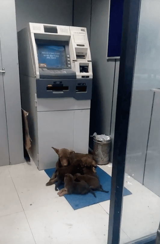 People Are Using Their Dogs As Guards When At The ATM And It's As Funny ...