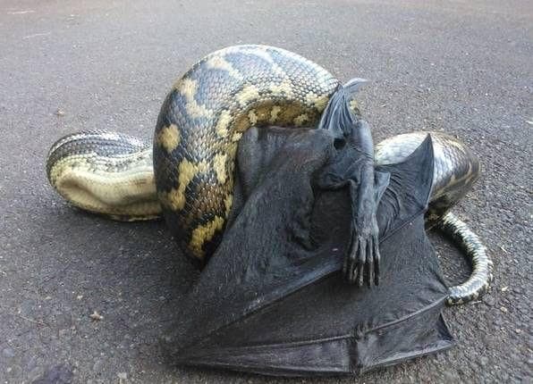 18 Scary Nature Pictures That Made You Say NOPE