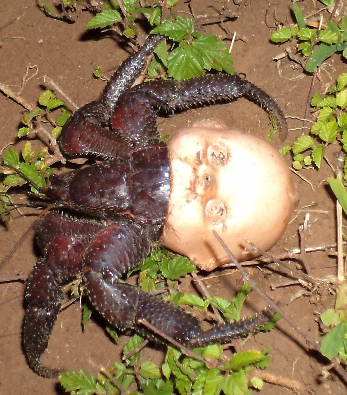 13 Funny Pictures Of Crustaceans That Made Their Shells Out Of Trash