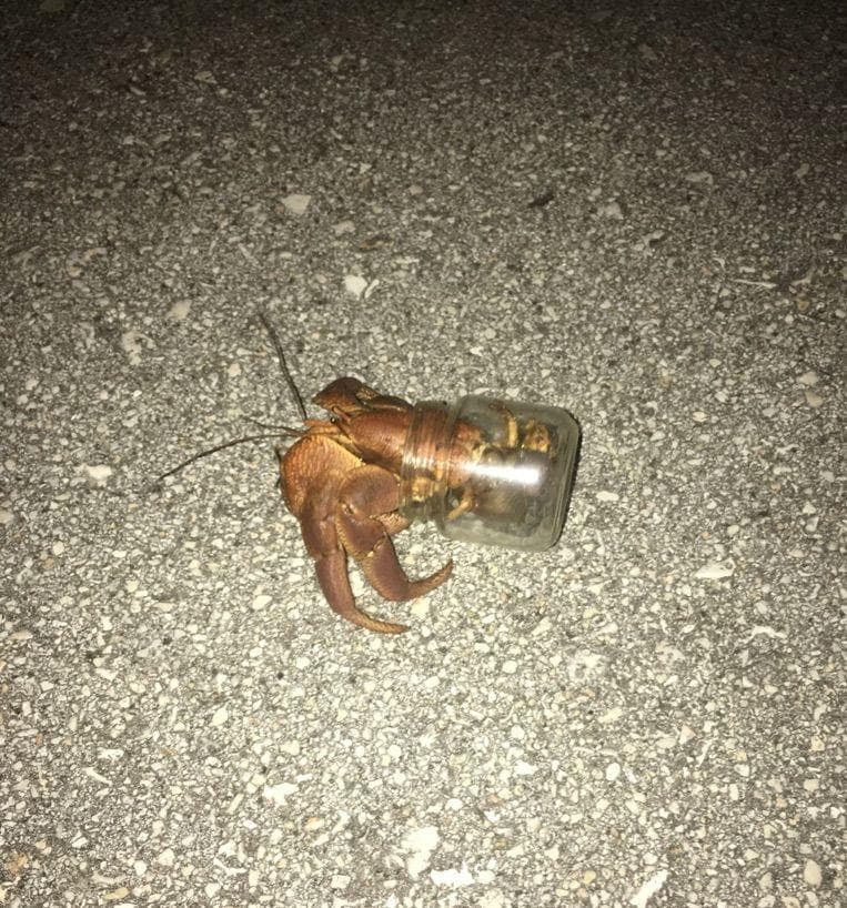 13 Funny Pictures Of Crustaceans That Made Their Shells Out Of Trash